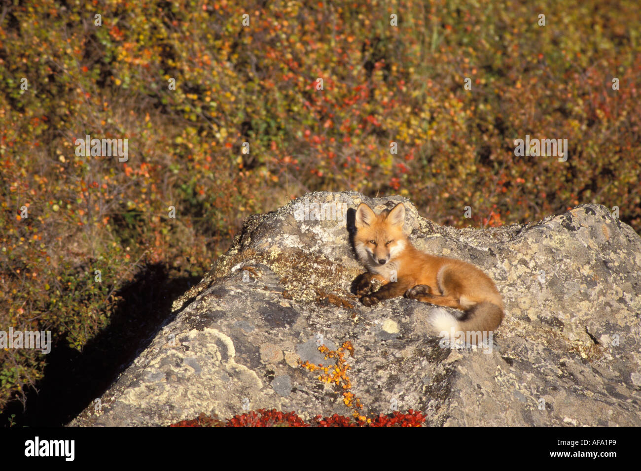 red fox Vulpes vulpes resting on a boulder central North Slope of the ...