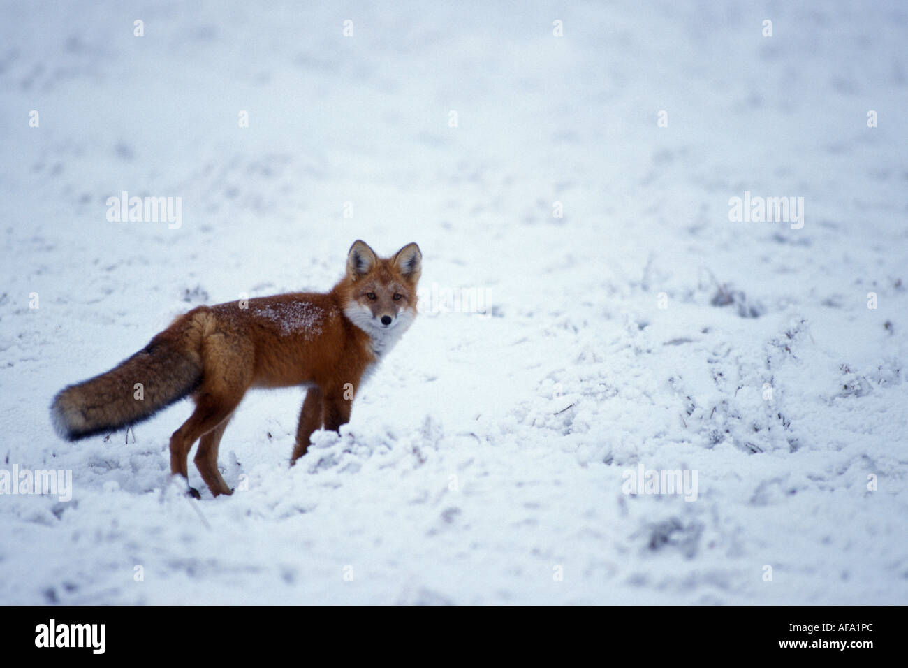 Red fox and snow and pouncing hi-res stock photography and images - Alamy