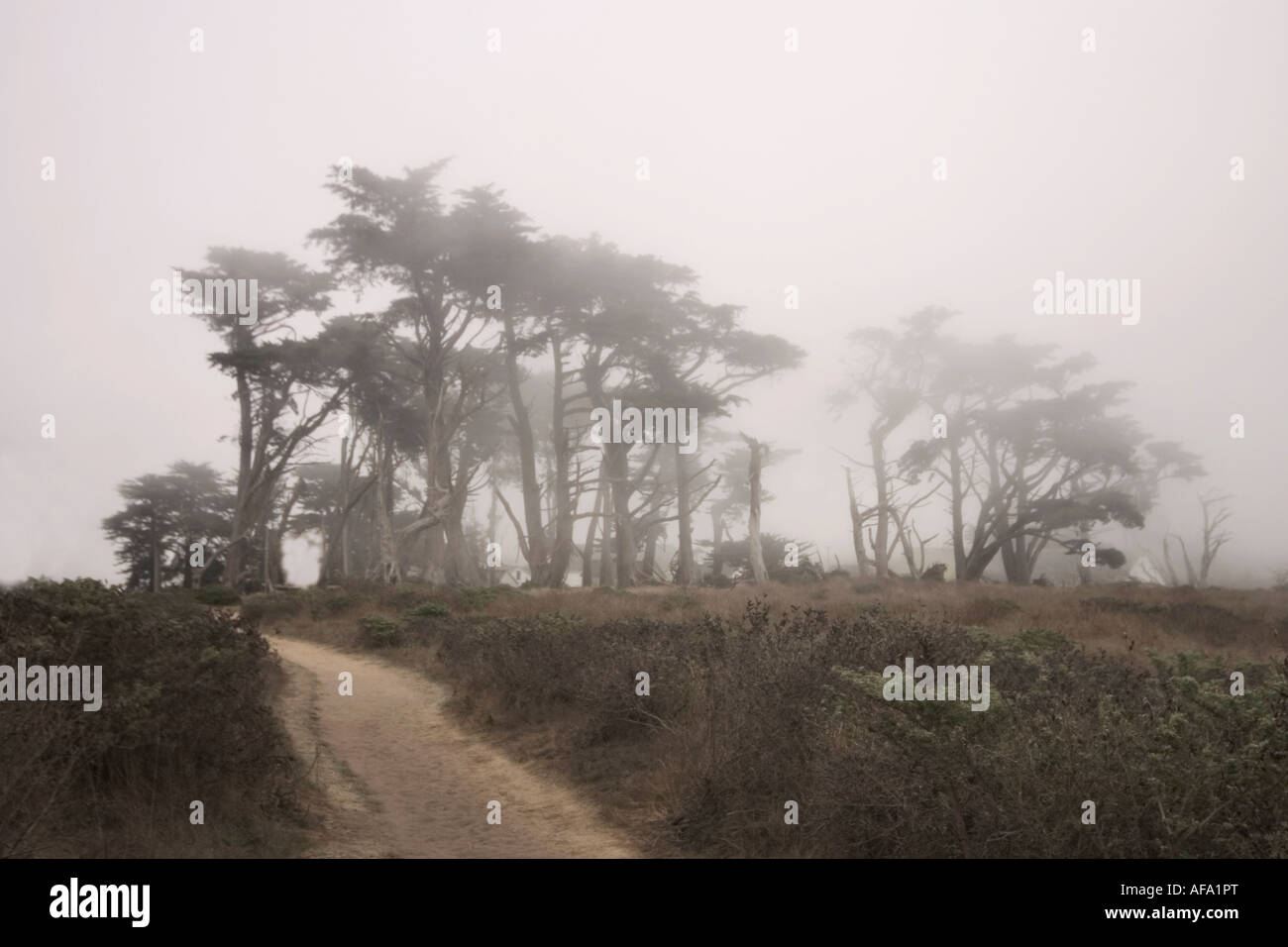 Mist Shrouded Trees and Pathway Stock Photo - Alamy