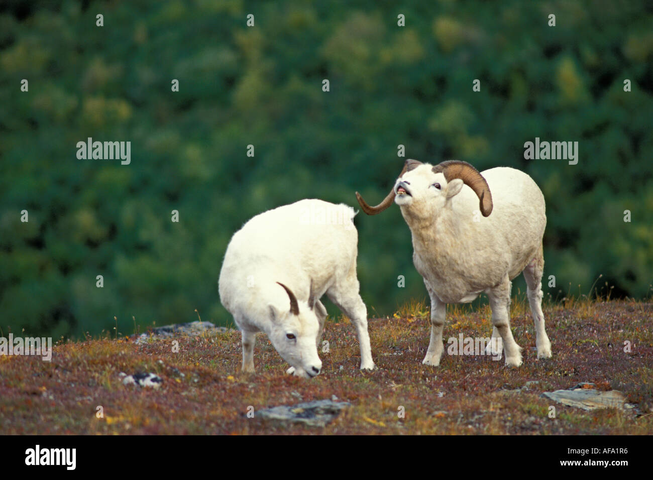 dall sheep Ovis dalli ram and ewe on Mount Margaret Denali National ...