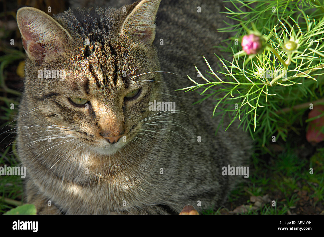 Pretty tabby tomcat resting in the shade of cosmos plants some leaves ...
