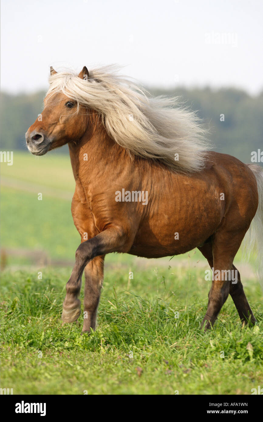 German Classic Pony - walking on meadow Stock Photo - Alamy
