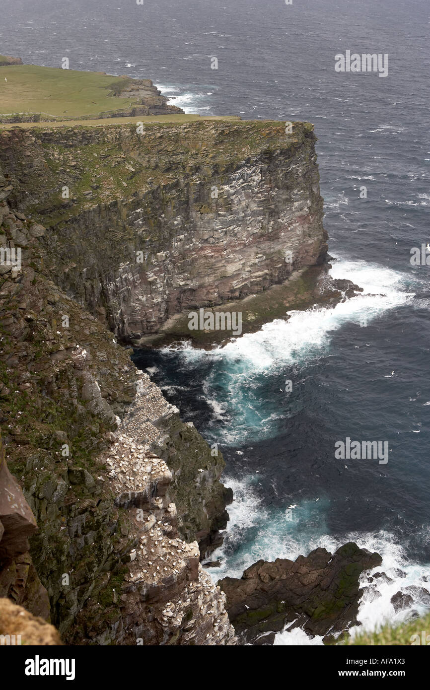 The Isle of Noss Shetland Islands Scotland Stock Photo - Alamy