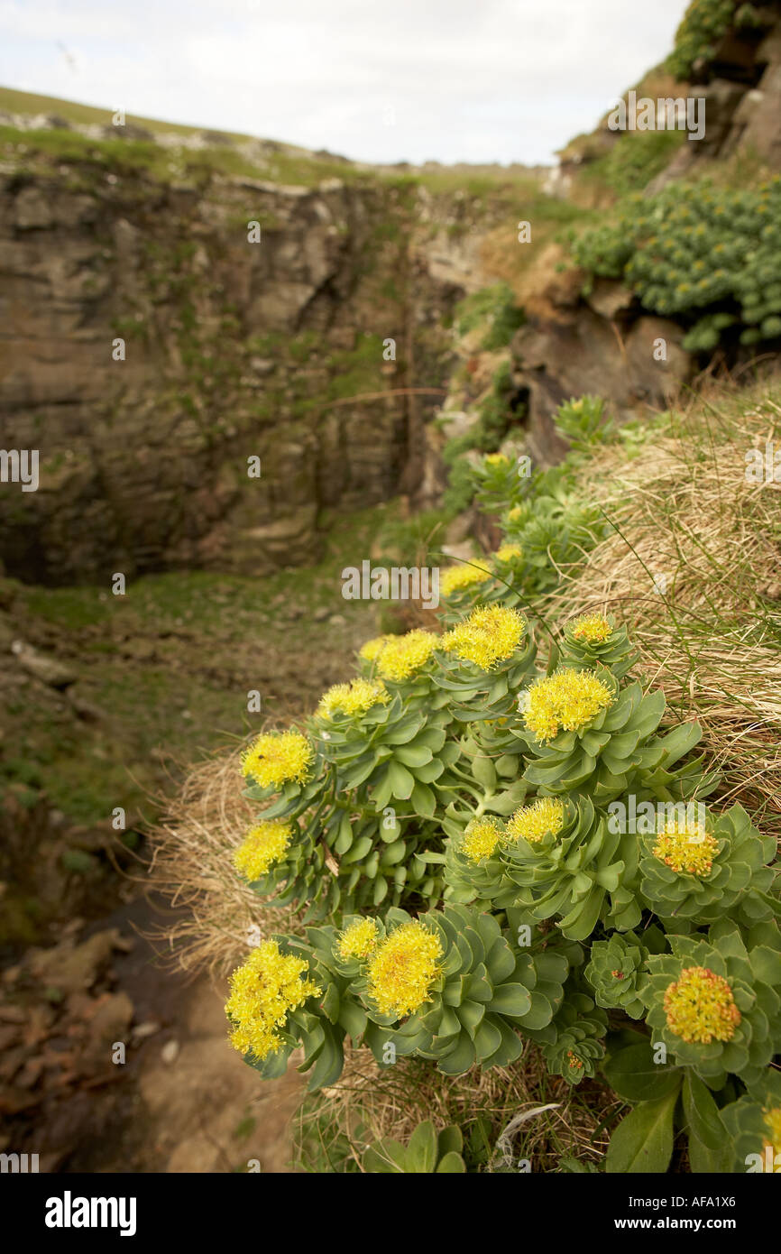 Roseroot Sedum rosea growing on The Isle of Noss Shetland Islands ...