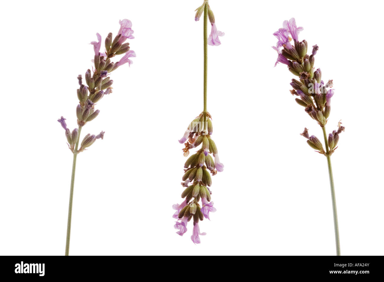 Three lavender stalks one upside down Lavandula Stock Photo - Alamy