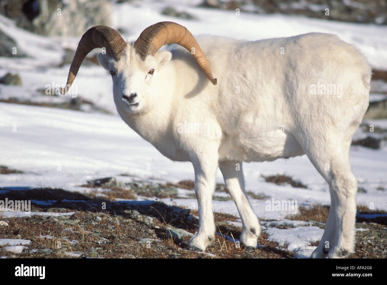 Full curl dall sheep ram snow hi-res stock photography and images - Alamy