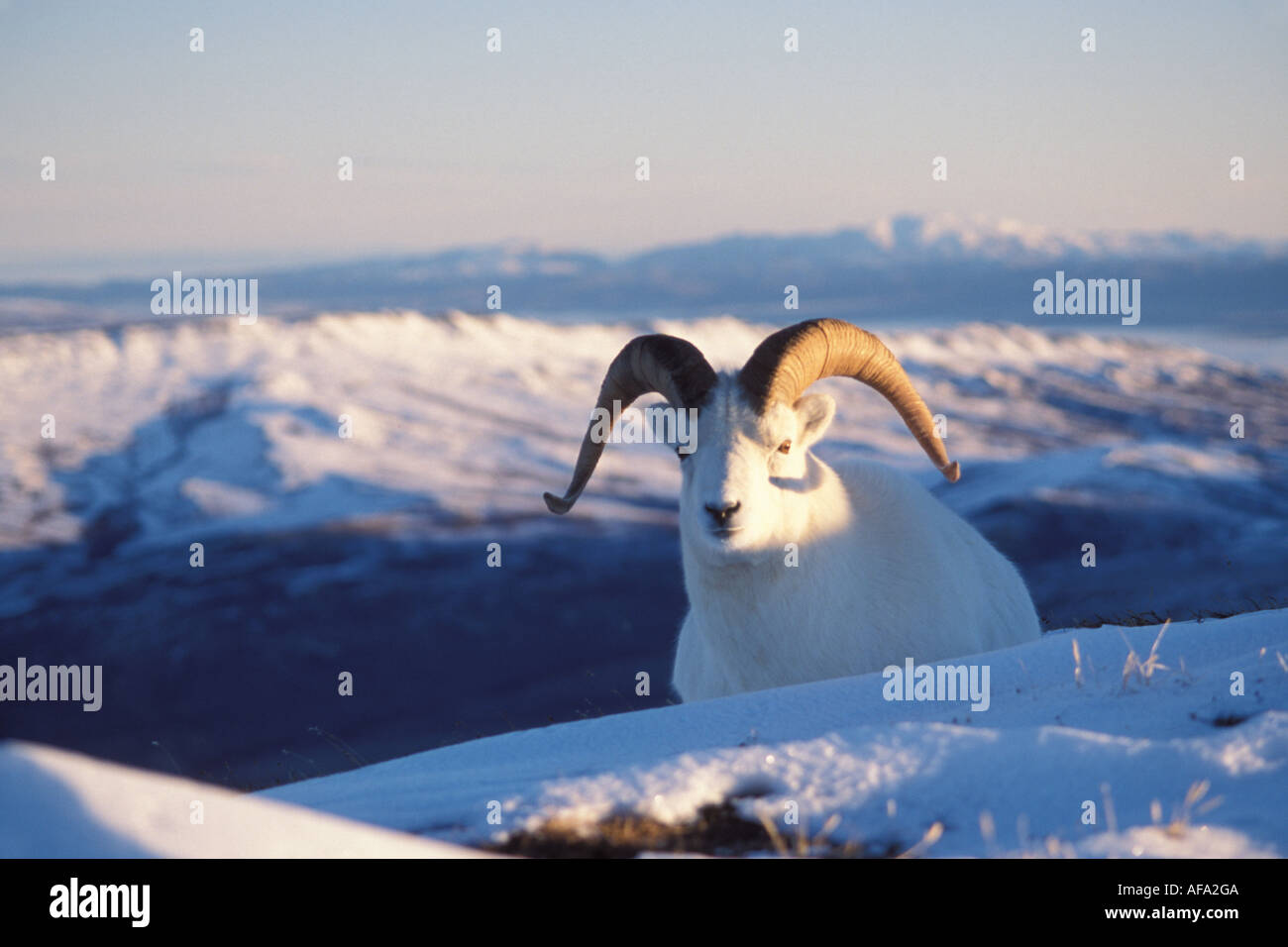 Full curl dall sheep ram snow hi-res stock photography and images - Alamy