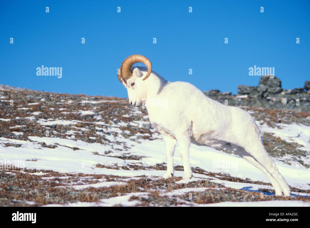 dall sheep Ovis dalli ram on a snow covered hillside in Denali National ...