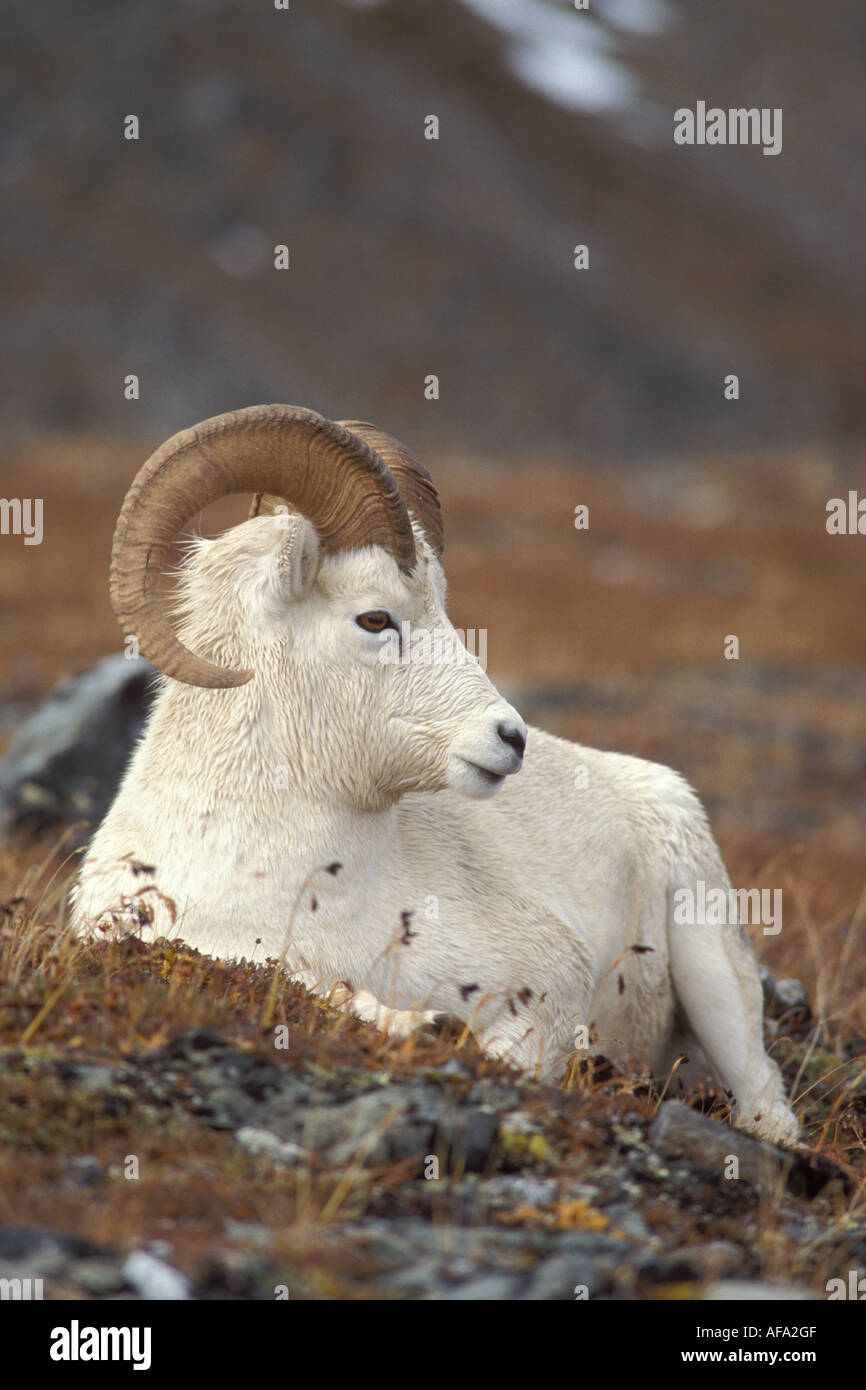 dall sheep Ovis dalli ram resting on Mount Margaret Denali National ...