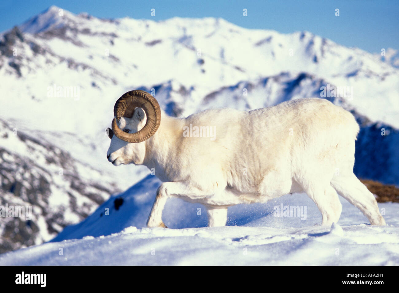 Animals in snow curl hi-res stock photography and images - Alamy