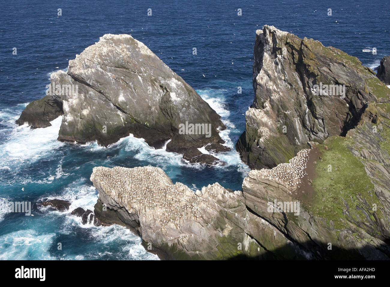 Gannets on sea cliffs at Hermaness Unst Shetland Stock Photo - Alamy