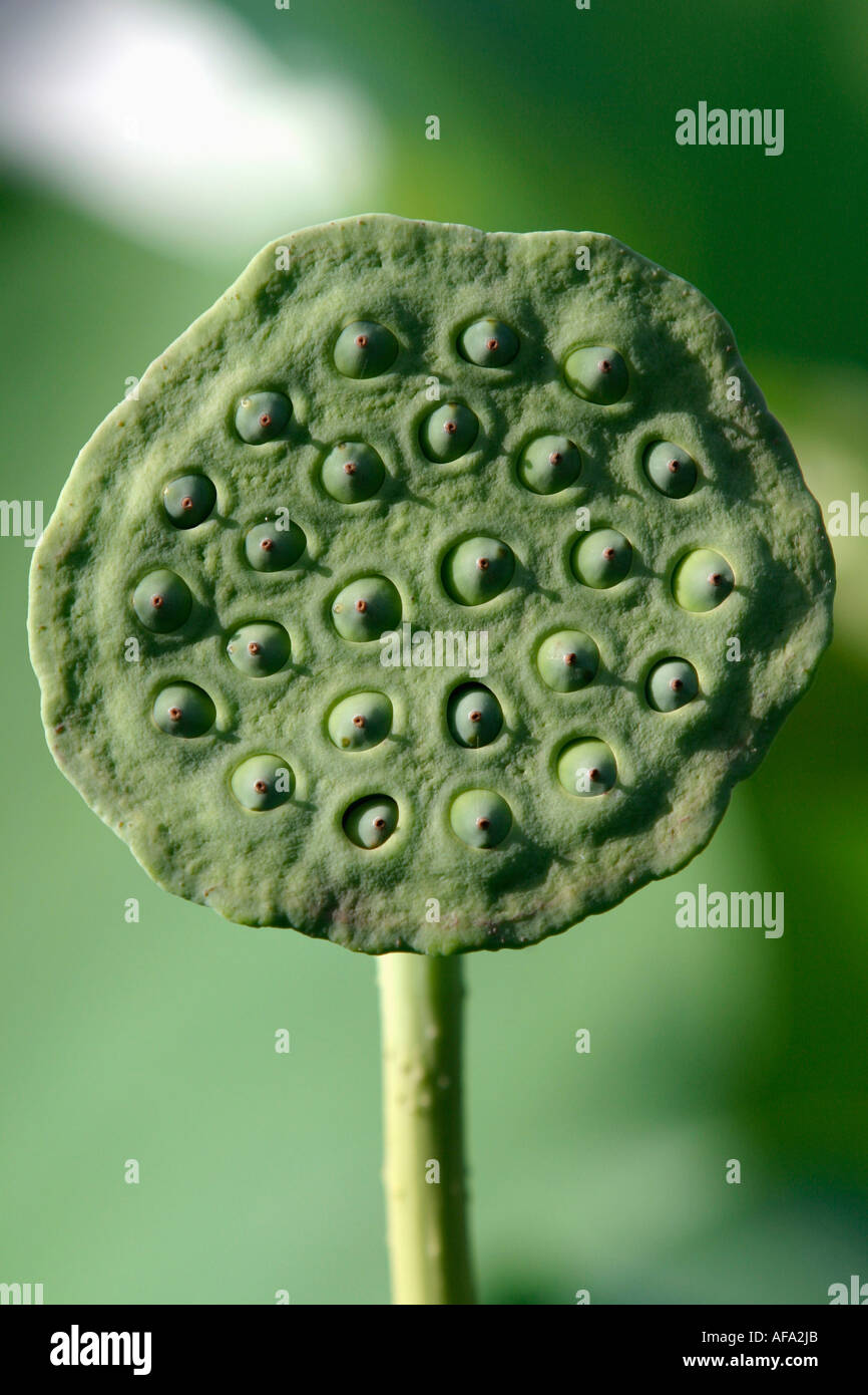 Asian plant with edible roots hi-res stock photography and images - Alamy
