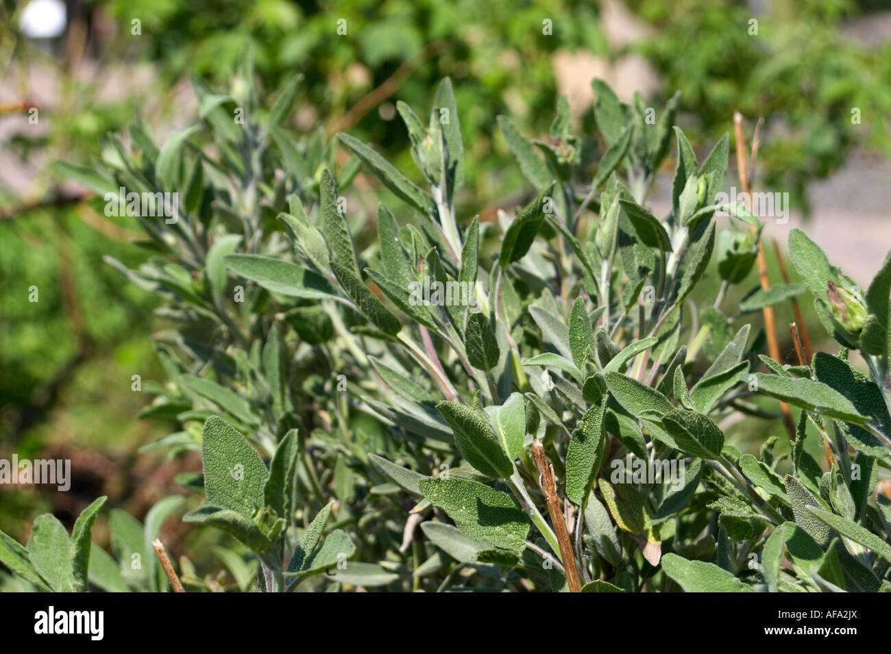 Common sage (Salvia officinalis Stock Photo - Alamy
