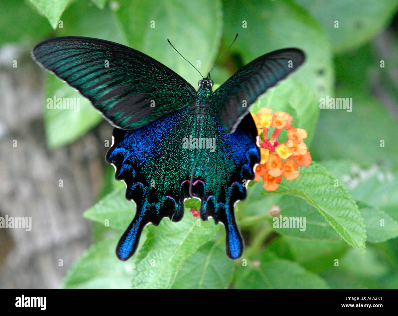 Butterfly asia hi-res stock photography and images - Alamy