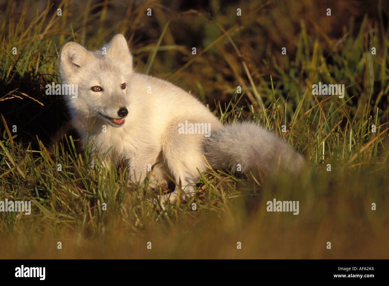 Arctic Fox Summer Coat Vs Winter Coat