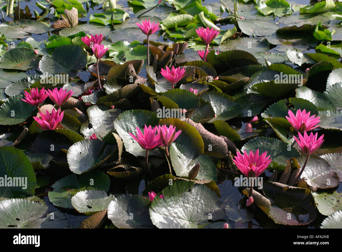 Pink water lily Stock Photo - Alamy