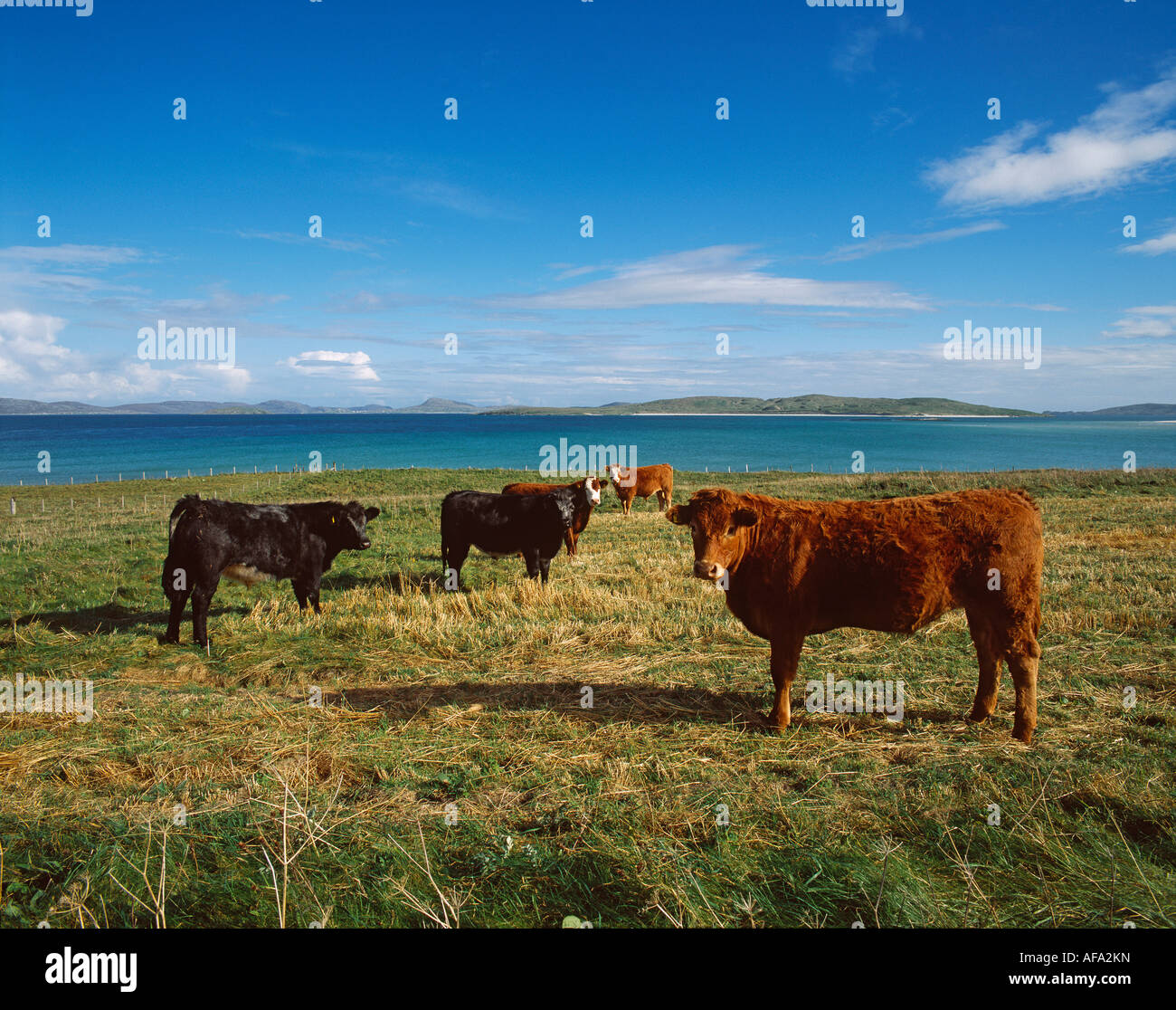 Cattle at Eoligarry island of Barra Outer Hebrides western Scotland ...