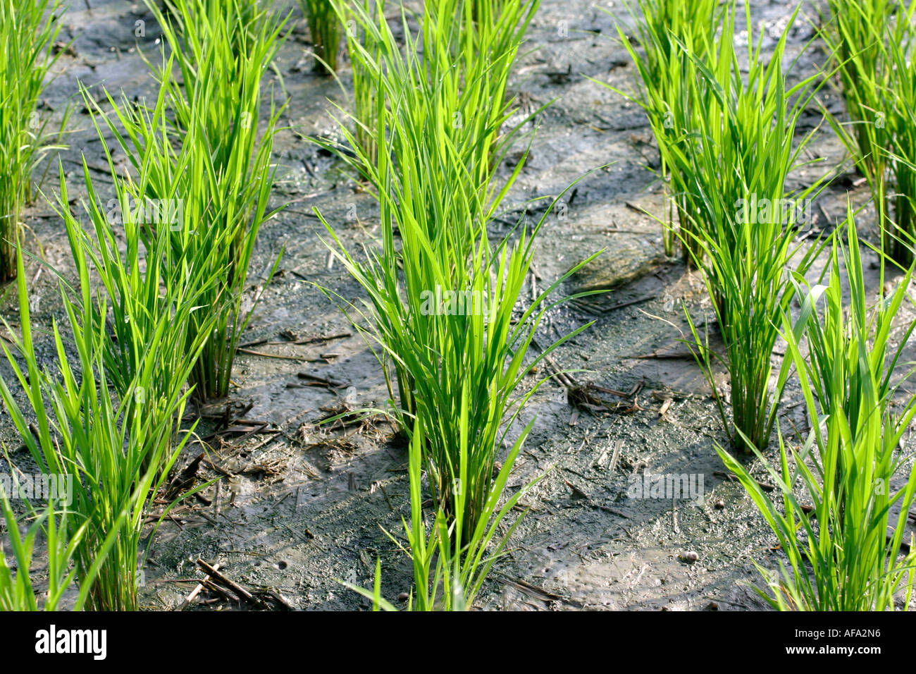 Rice field in Asia Stock Photo - Alamy