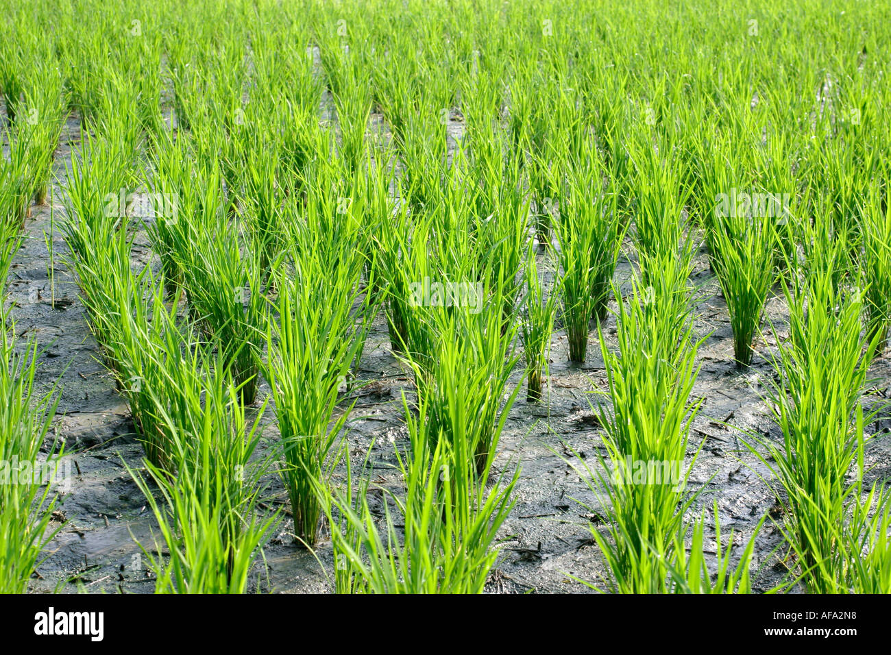 Rice field in Asia Stock Photo - Alamy