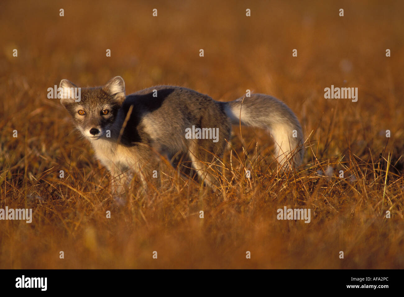 arctic fox Alopex lagopus in fall colors 1002 coastal plain of the ...