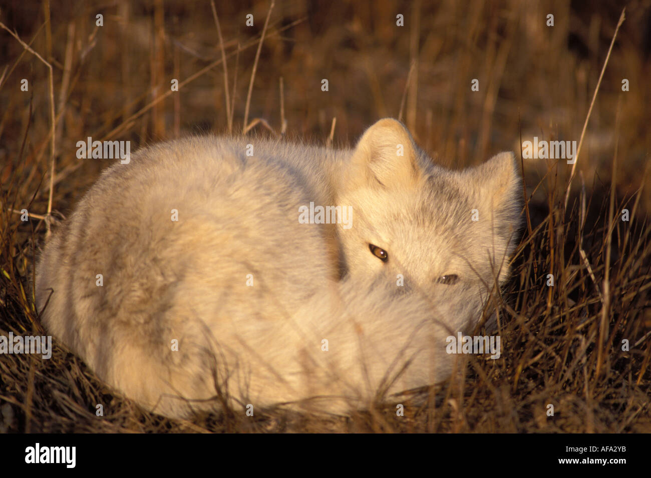 arctic fox Alopex lagopus coat changing from summer to winter 1002 ...