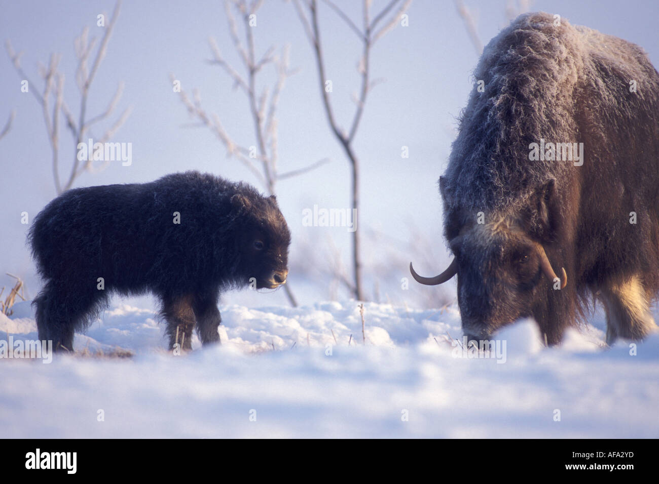 muskox Ovibos moschatus cow and newborn calf on the central Arctic ...