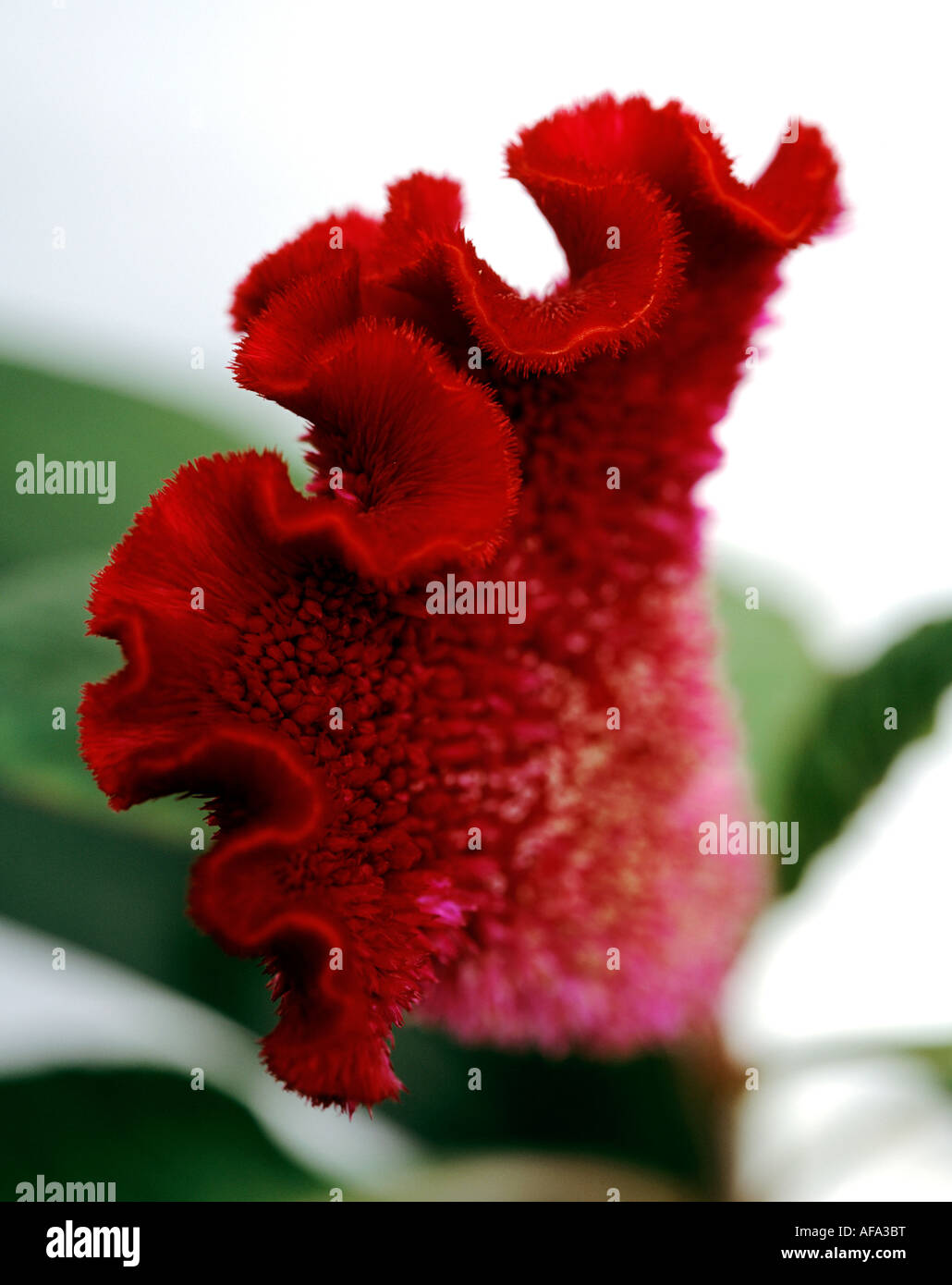 Closeup of a celosia Stock Photo - Alamy