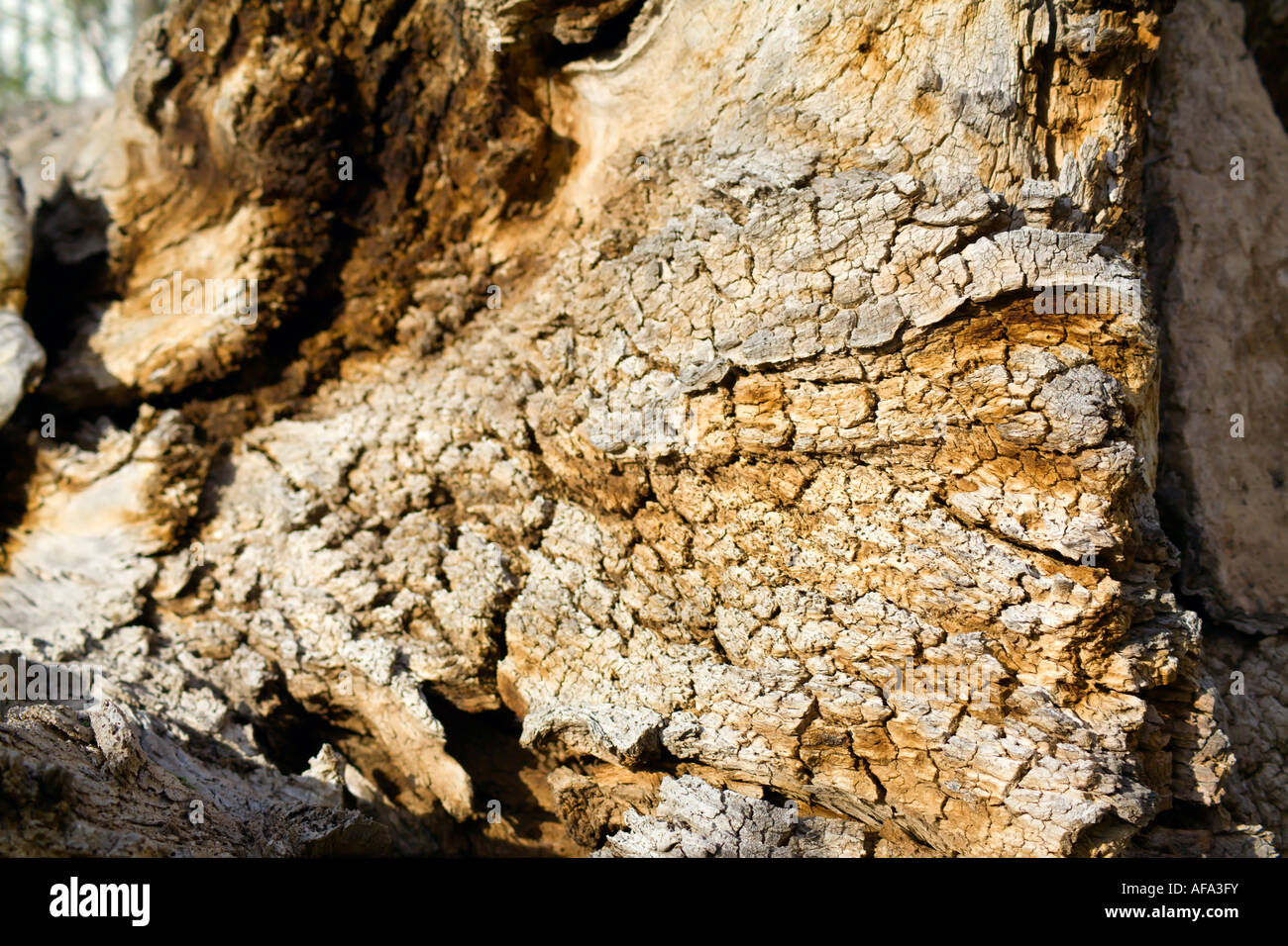 Rotting log texture hi-res stock photography and images - Alamy