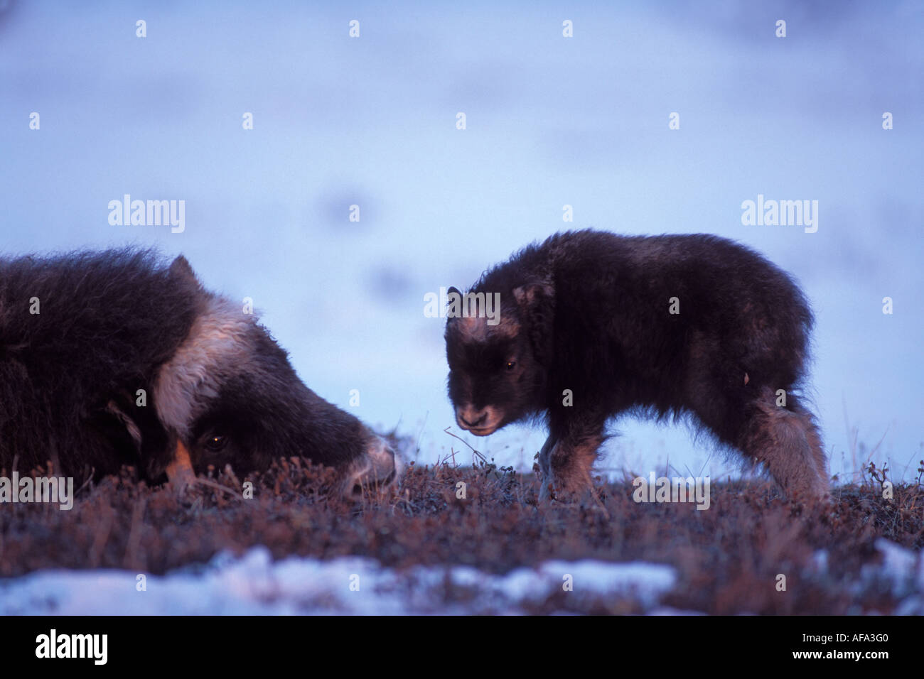 muskox Ovibos moschatus cow and newborn calf on the central Arctic ...