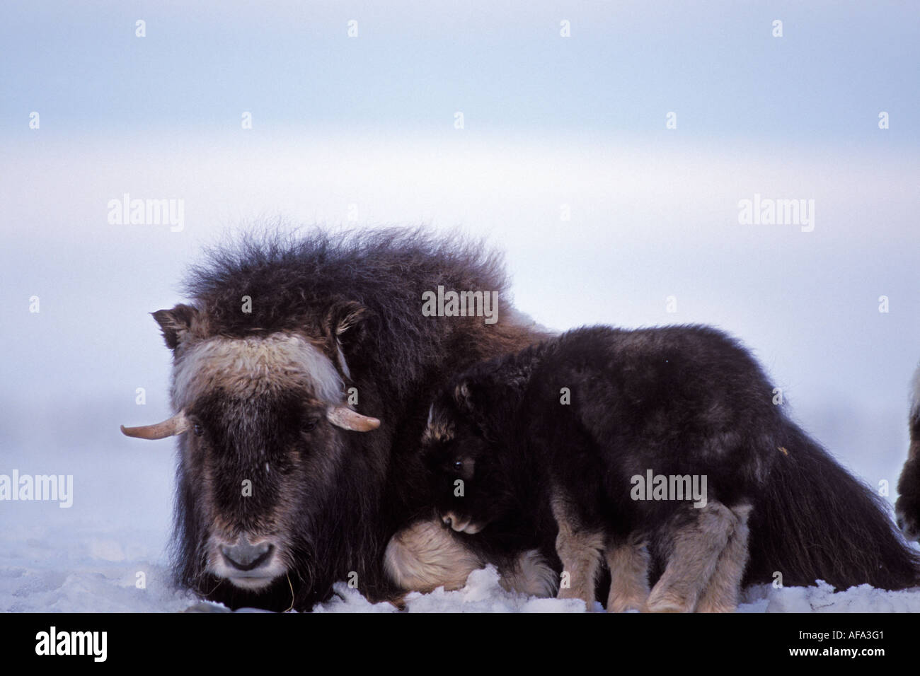 muskox Ovibos moschatus cow and newborn calf on the central Arctic ...