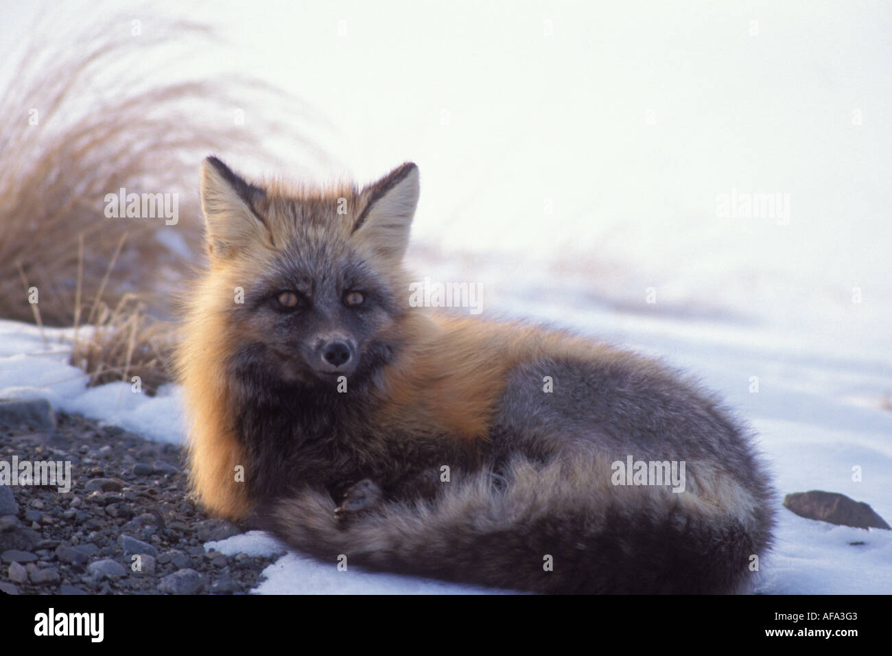 red fox Vulpes vulpes along the central North Slope of the Brooks Range ...