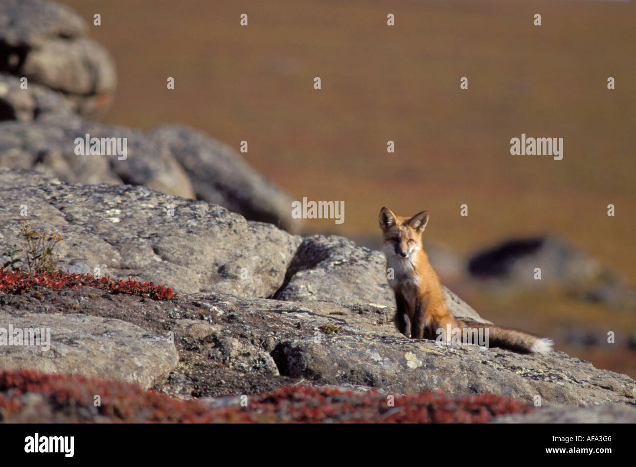 Denning foxes hi-res stock photography and images - Alamy