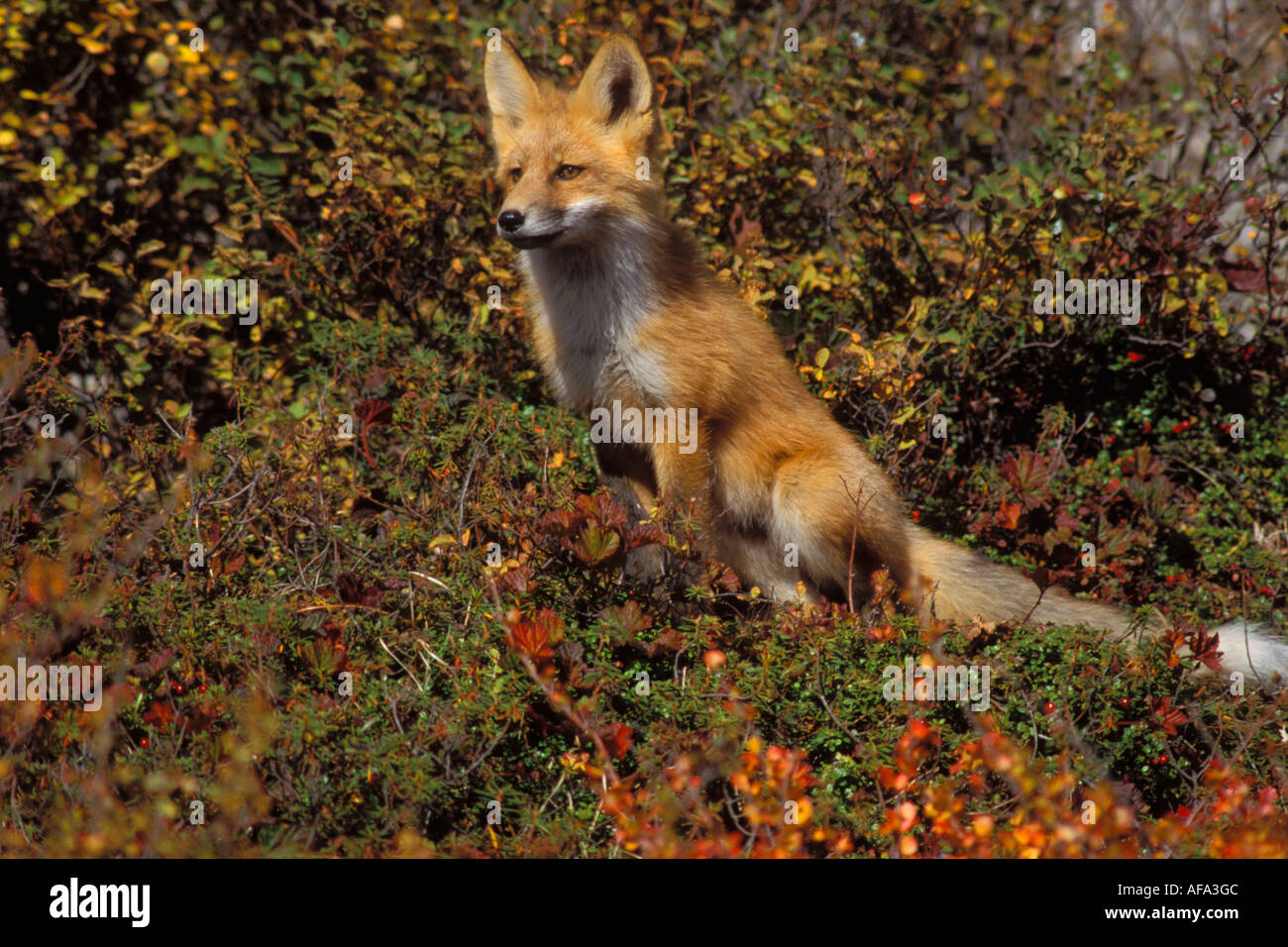 Denning foxes hi-res stock photography and images - Alamy