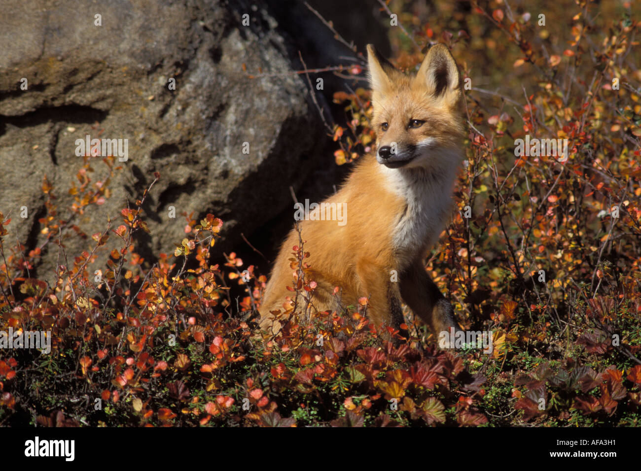 Denning foxes hi-res stock photography and images - Alamy