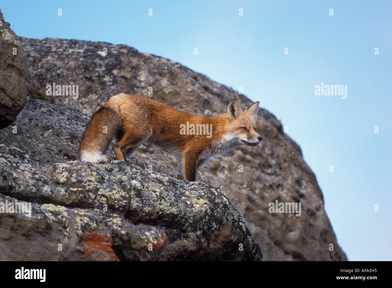 red fox Vulpes vulpes on a boulder central North Slope of the Brooks ...