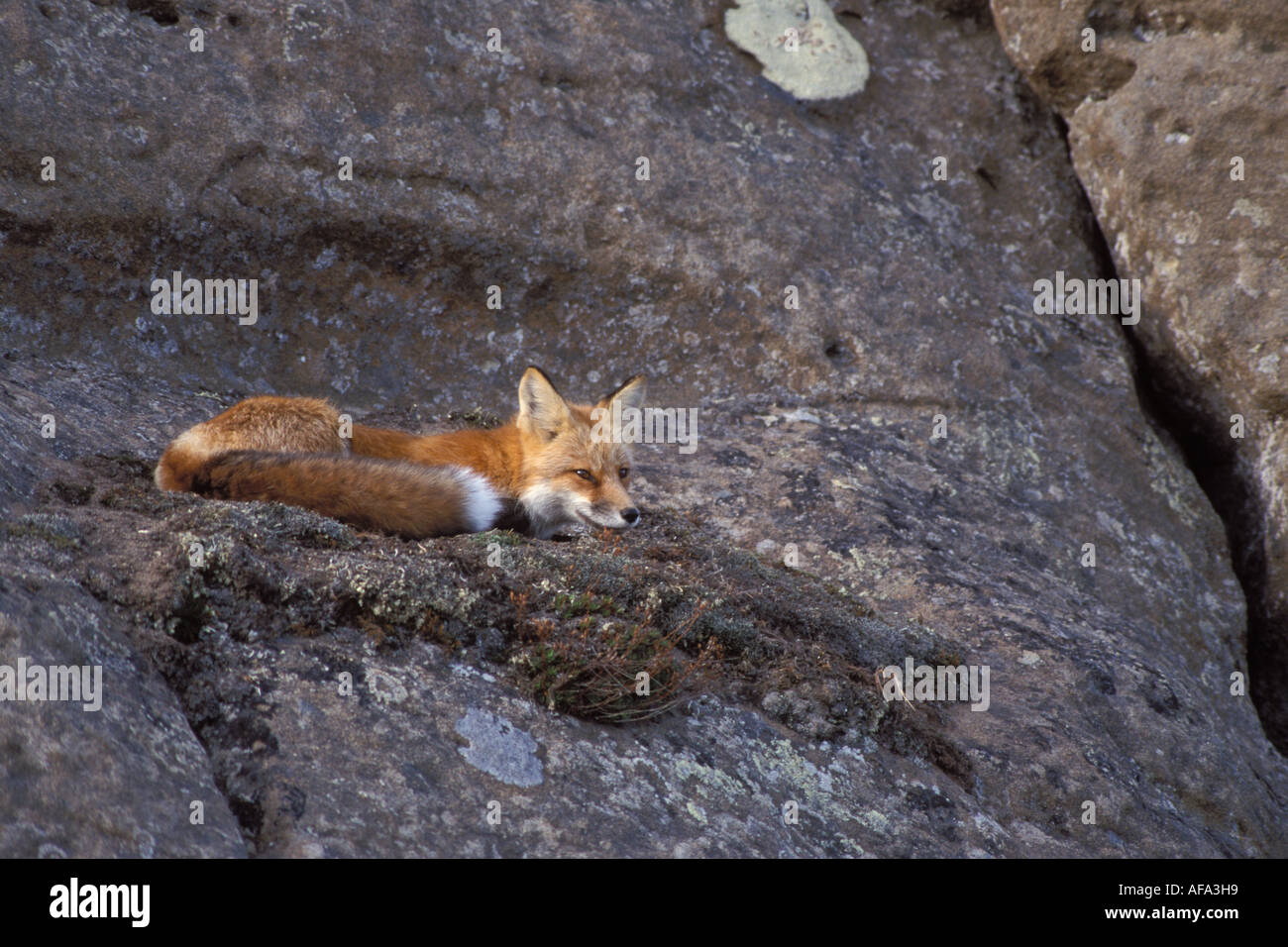 Denning foxes hi-res stock photography and images - Alamy