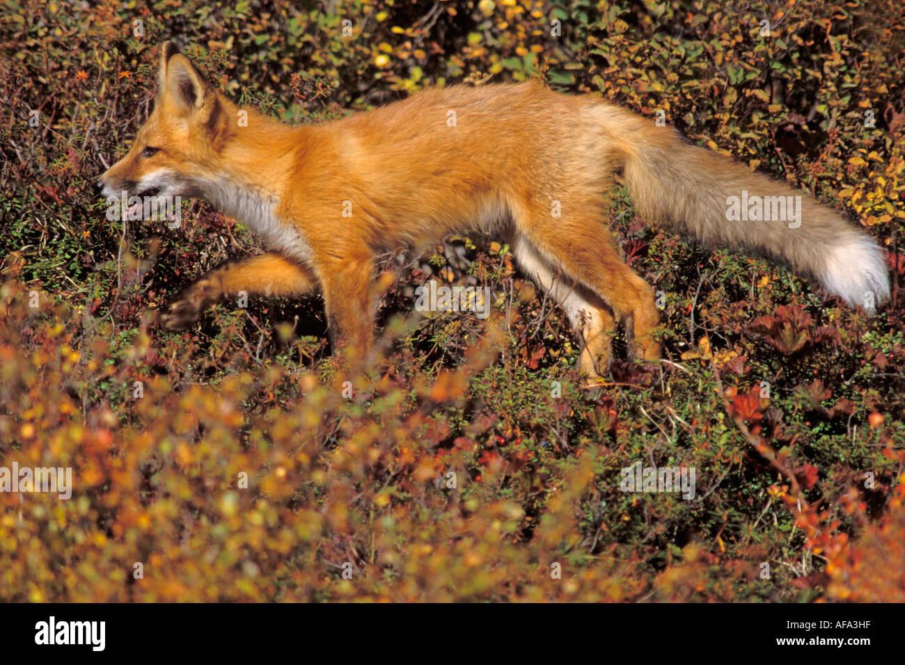 Denning foxes hi-res stock photography and images - Alamy