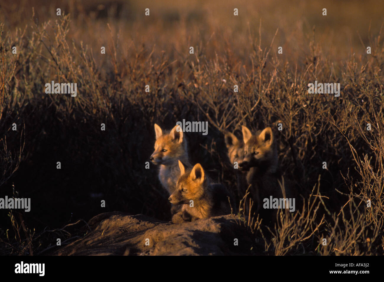 red fox Vulpes vulpes kits outside their den 1002 coastal plain of the ...