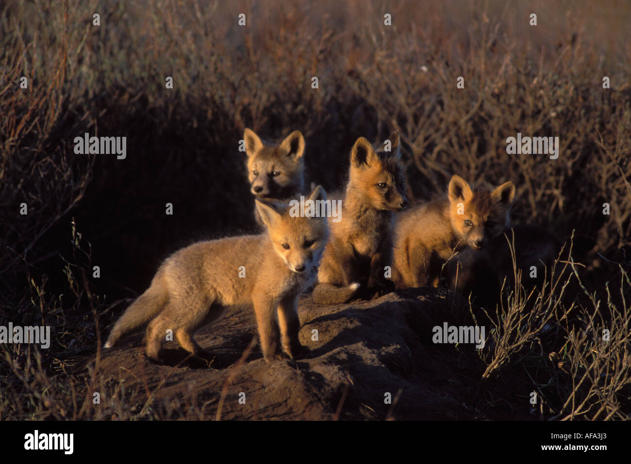 red fox Vulpes vulpes kits outside their den 1002 coastal plain of the ...