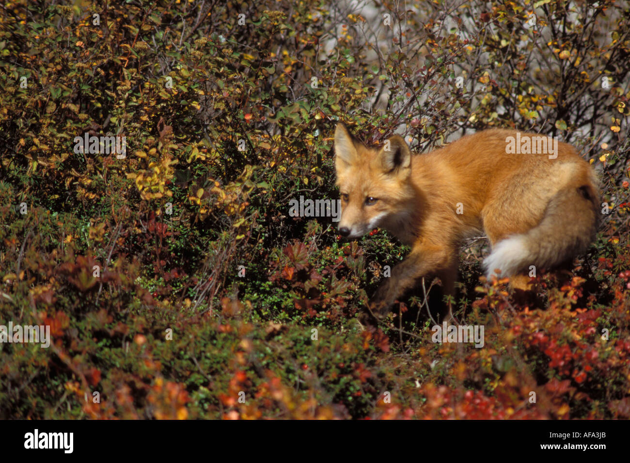 Denning foxes hi-res stock photography and images - Alamy