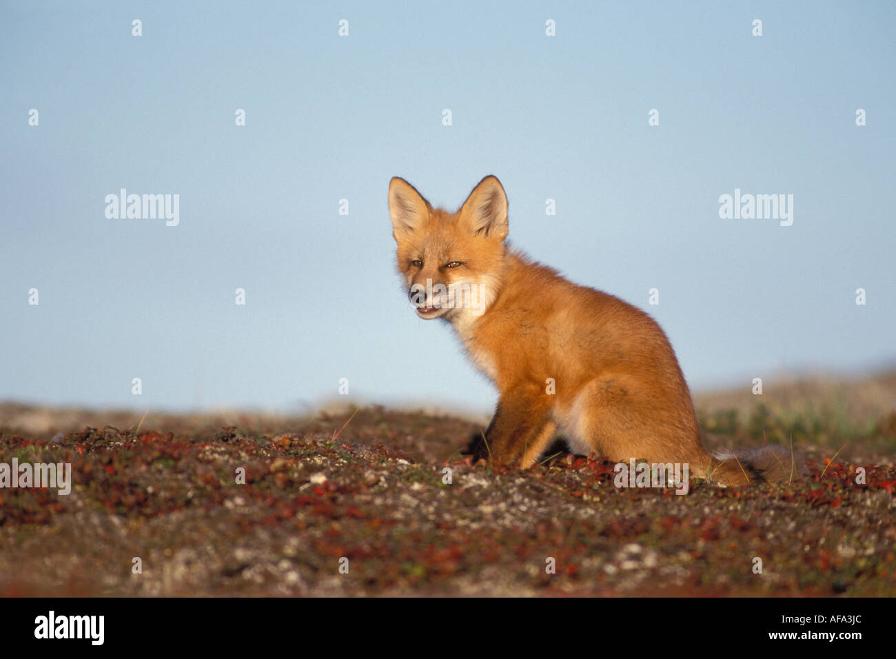 Denning foxes hi-res stock photography and images - Alamy