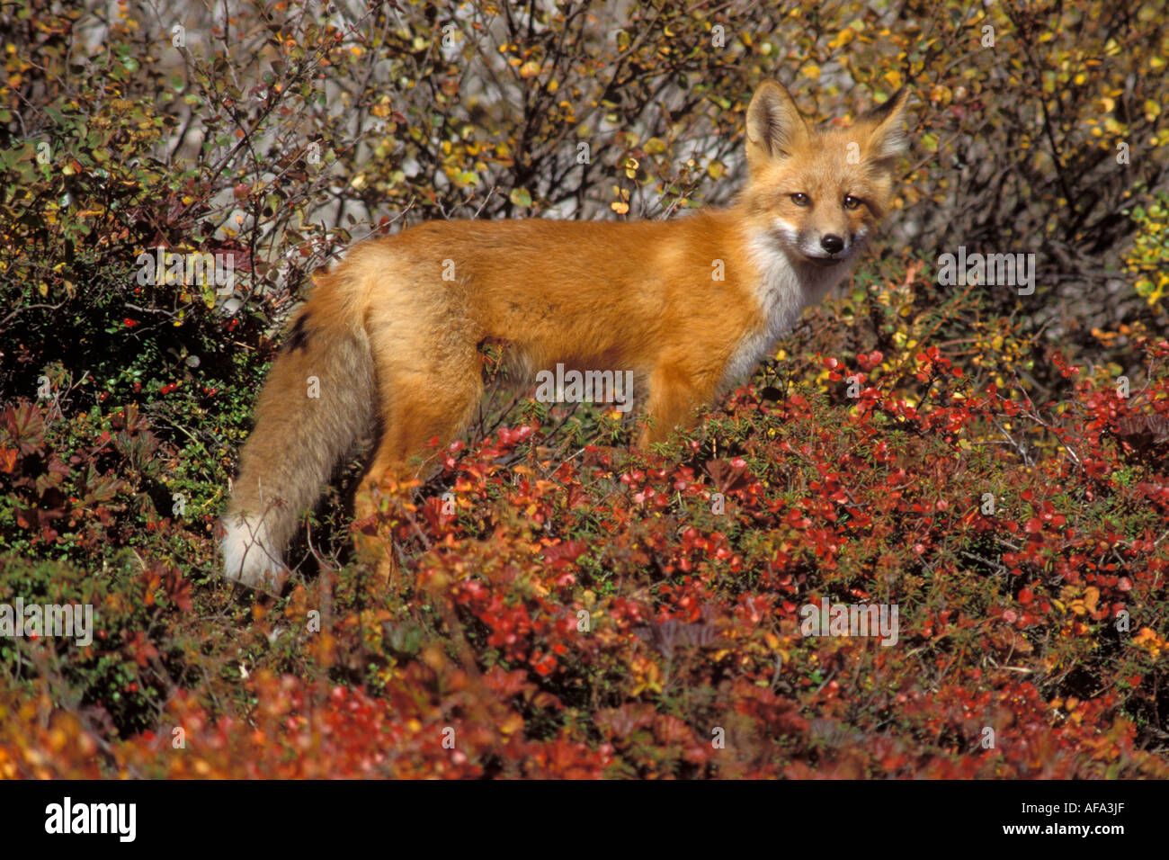 Denning foxes hi-res stock photography and images - Alamy