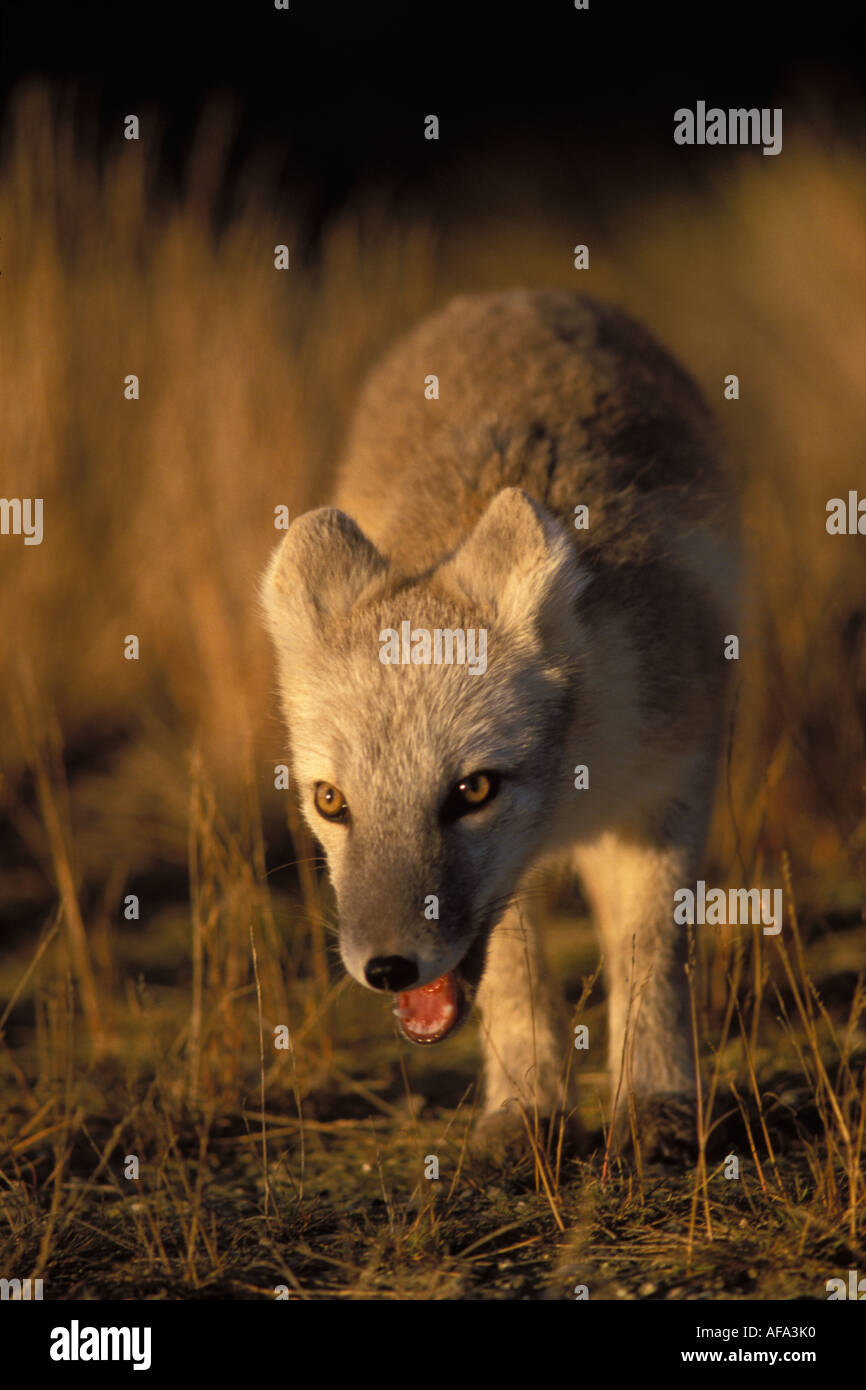 arctic fox Alopex lagopus coat changing from winter to summer colors ...