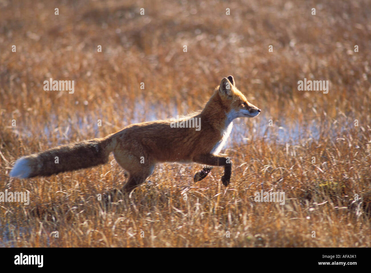 red fox Vulpes vulpes in fall colors along the central North Slope of ...