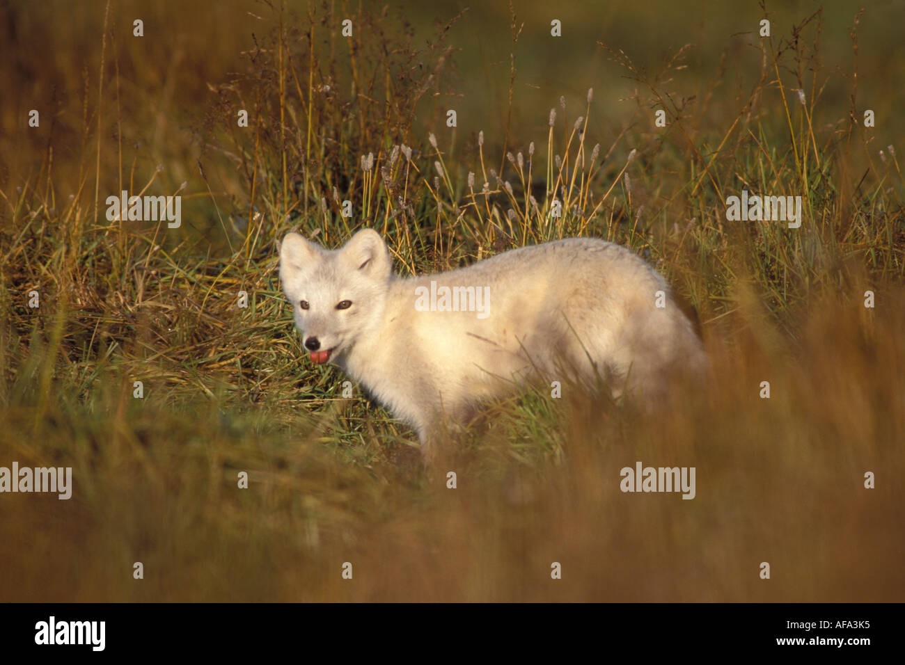 arctic fox Alopex lagopus coat changing from winter to summer colors ...