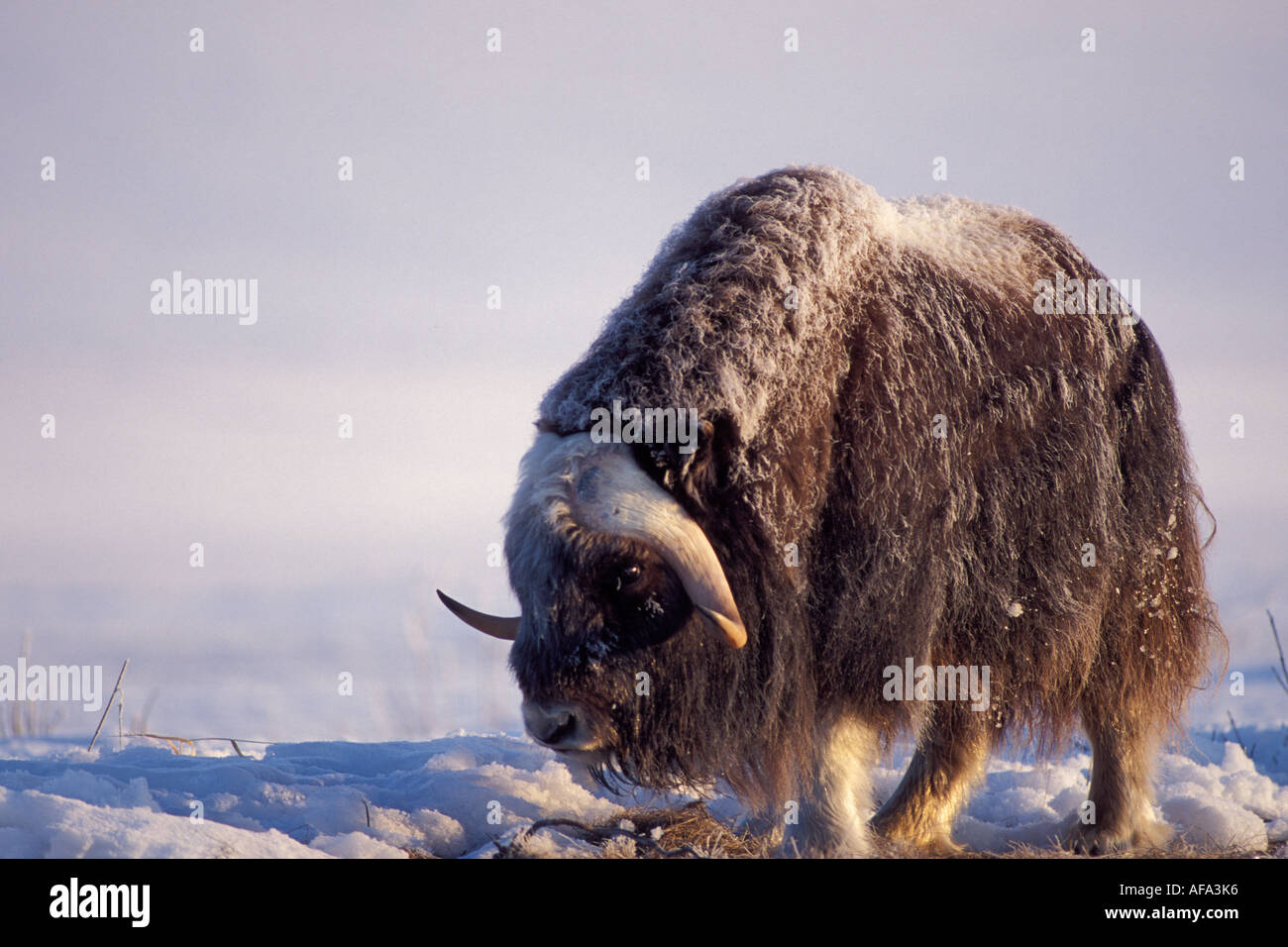 Bearing plain hi-res stock photography and images - Alamy