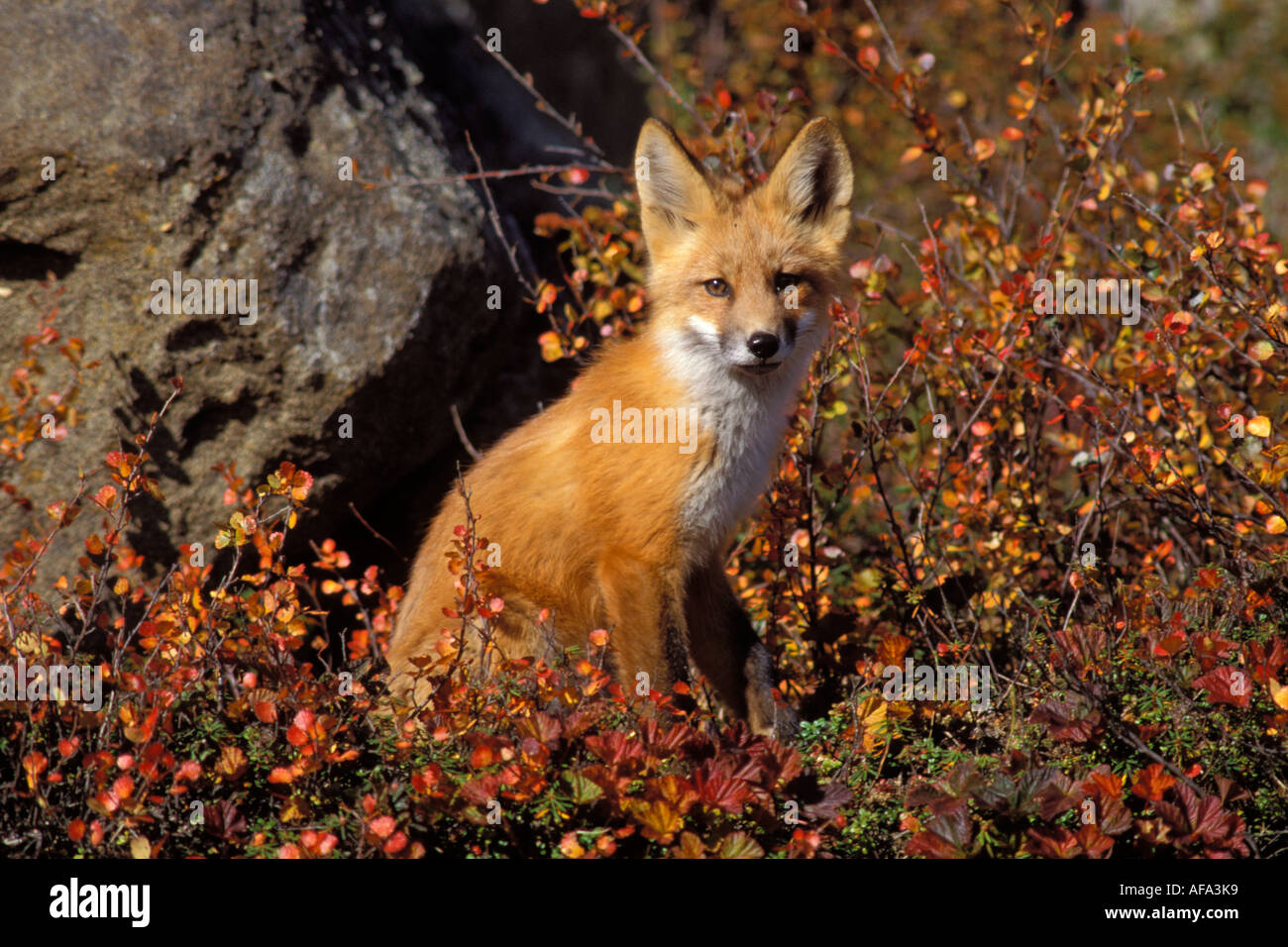 Denning foxes hi-res stock photography and images - Alamy