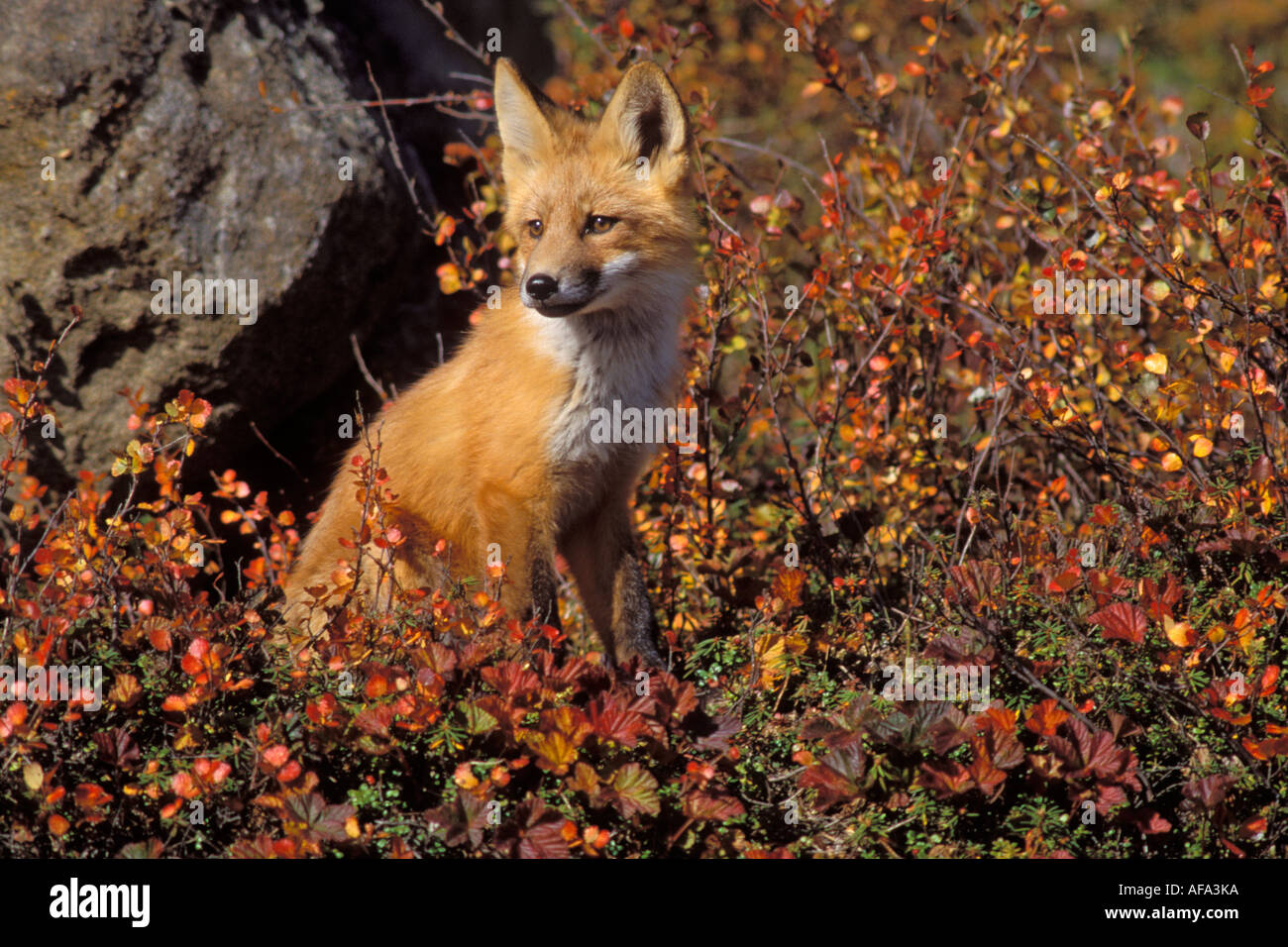 Denning foxes hi-res stock photography and images - Alamy