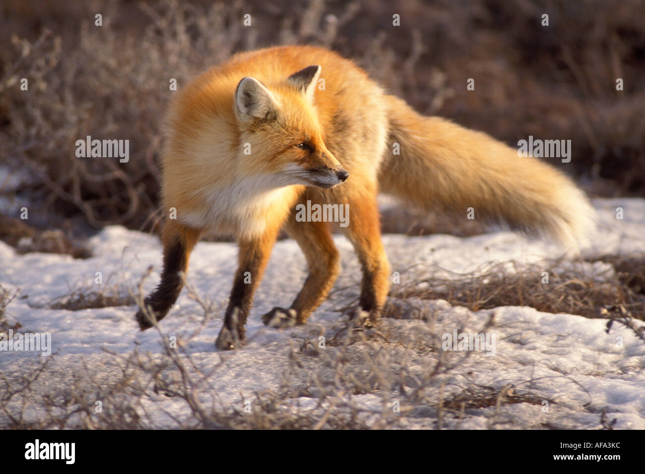 red fox Vulpes vulpes on the North Slope 1002 coastal plain of the ...