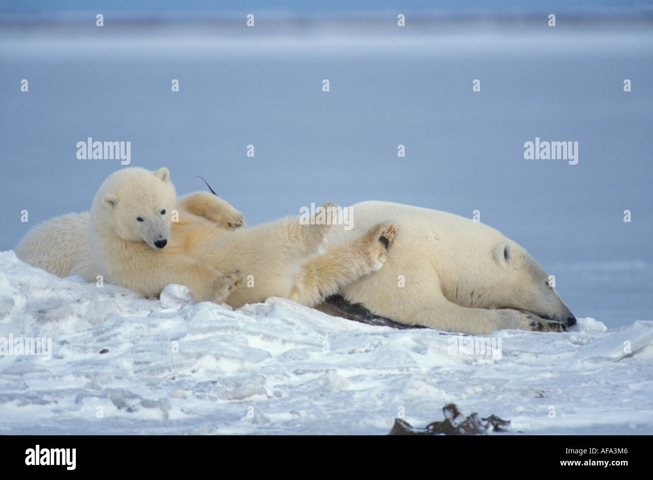 polar bear Ursus maritimus sow with cubs resting on the pack ice 1002 ...